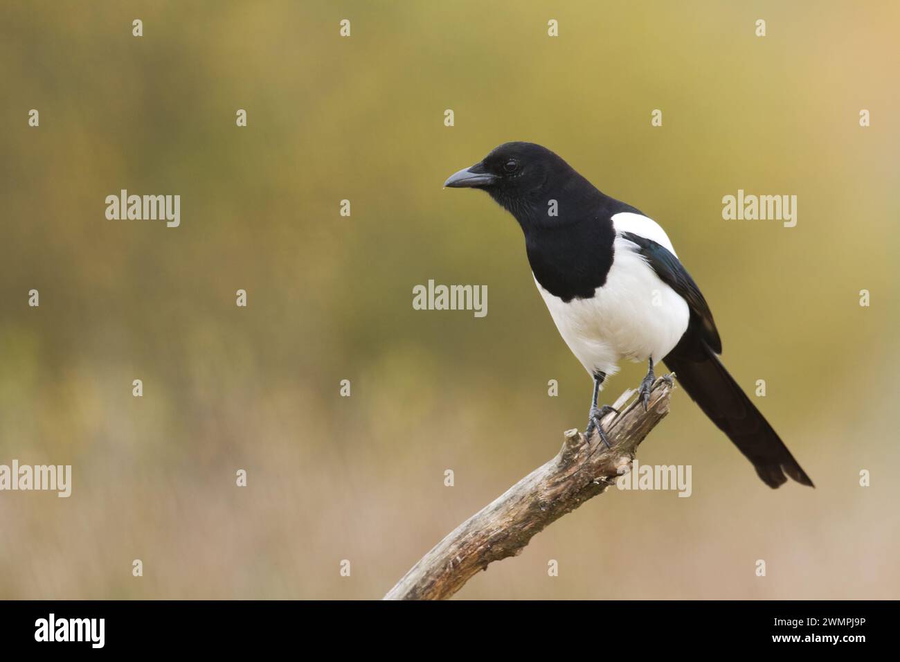 Bird - Common magpie Pica pica, very smart and clever bird with black ...