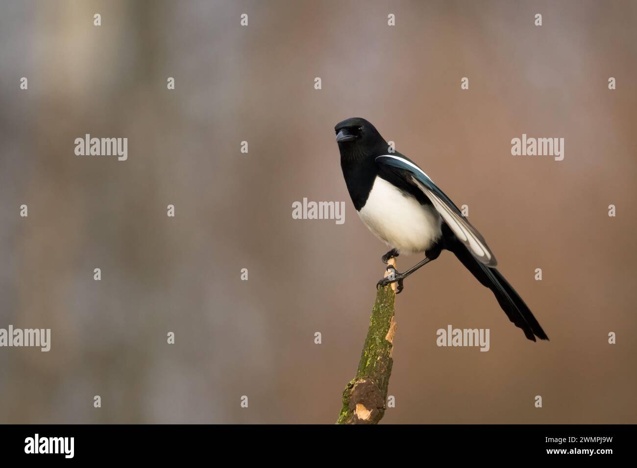 Bird - Common magpie Pica pica, very smart and clever bird with black ...
