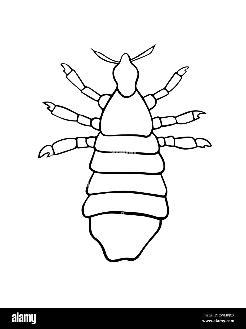 Vector isolated illustration of louse. Human louse. The problem of ...