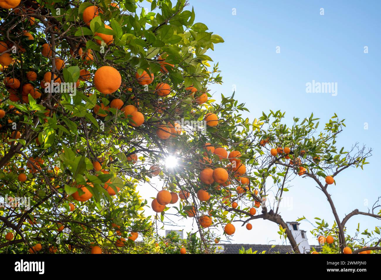 Patio de Los Naranjos - Courtyard of the Orange trees, an Arabic ...