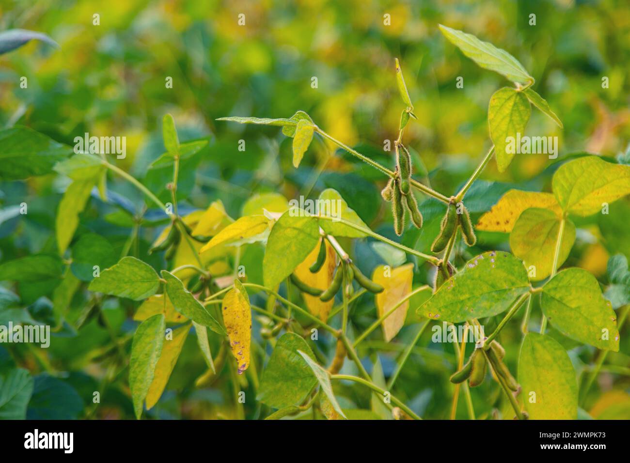 Soybean grows on field hi-res stock photography and images - Alamy
