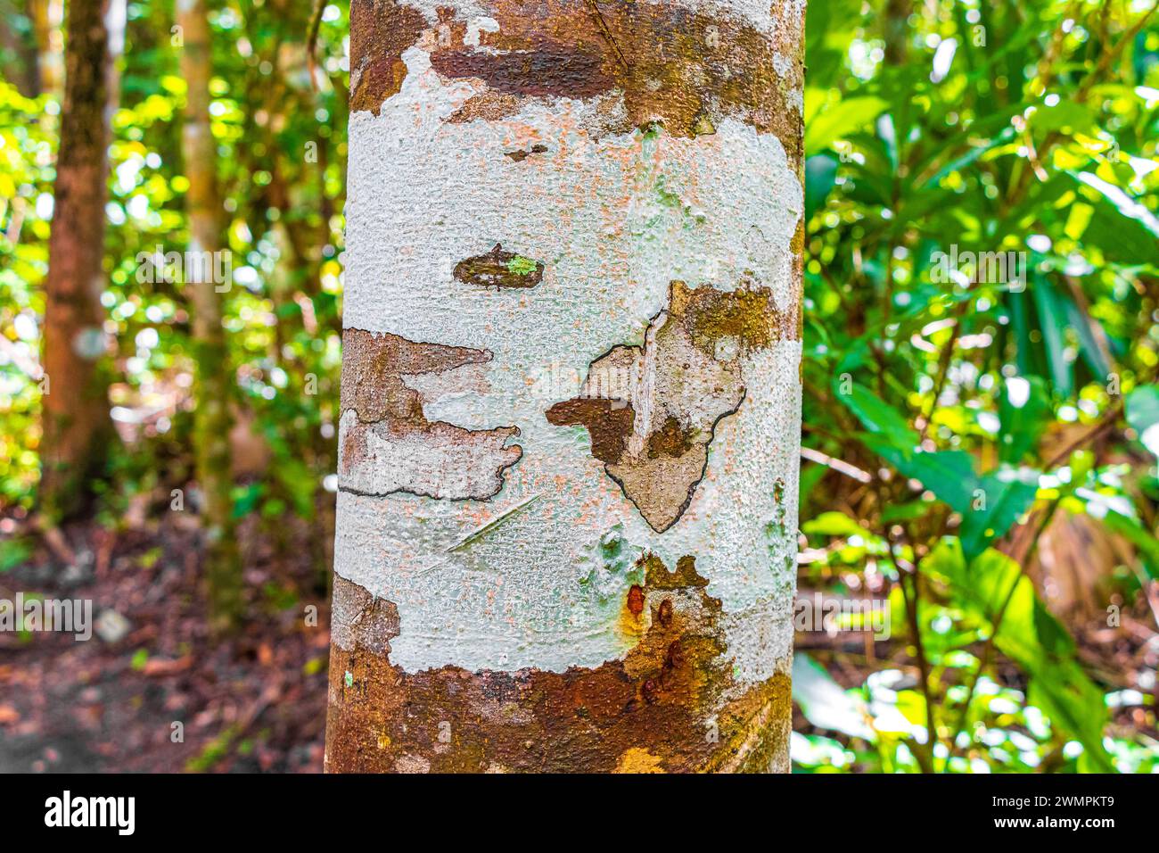 Tropical Tree Bark Texture With Colorful Green Orange Red And Black ...
