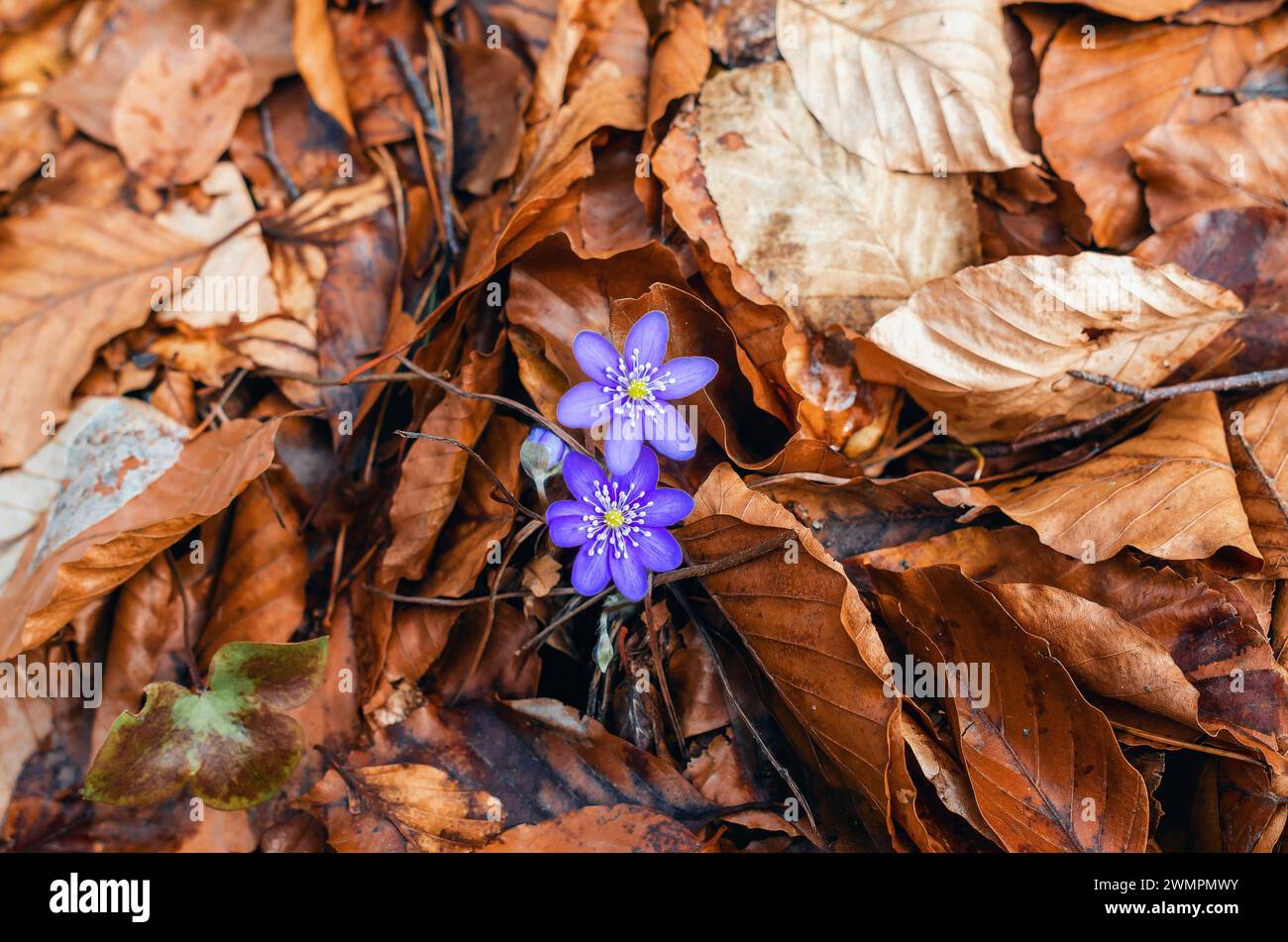 Blue flowers of Hepatica nobilis among fallen leaves in forest Stock ...