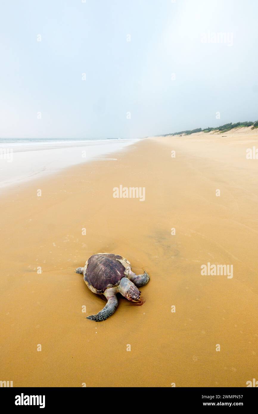 Dead Olive Ridley Turtles on a beach in Orissa / Odisha on the east ...