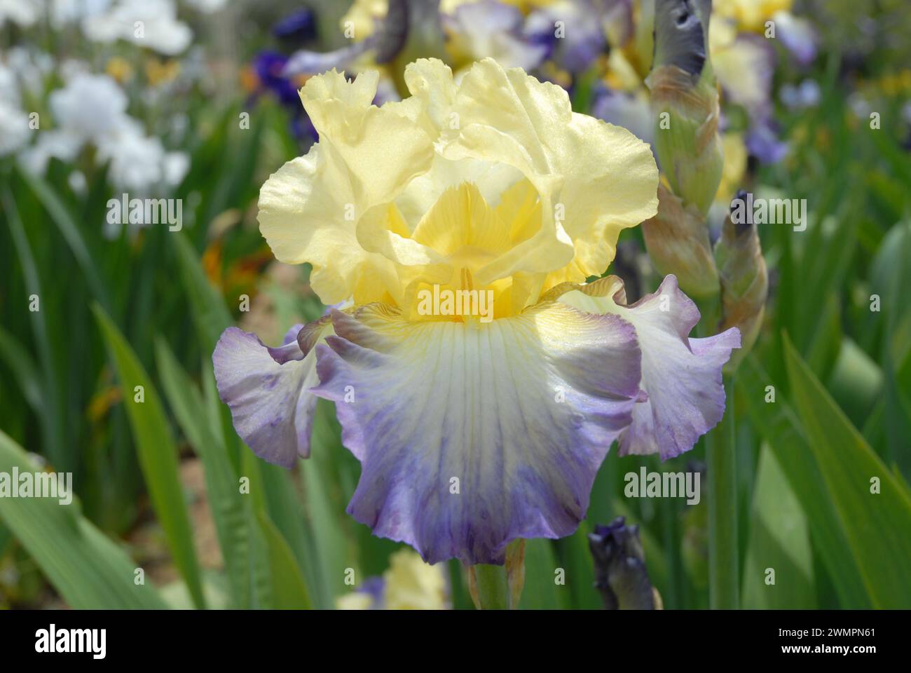 Purple bicolor iris flower hi-res stock photography and images - Alamy