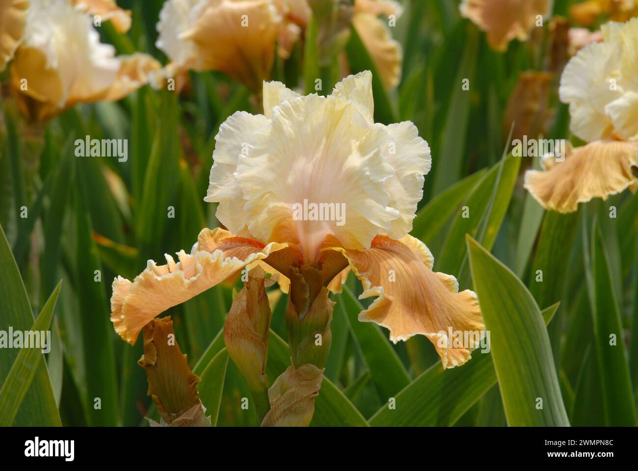 Tall Bearded Iris Flower, English Charm, beautiful cream bicolour bloom ...
