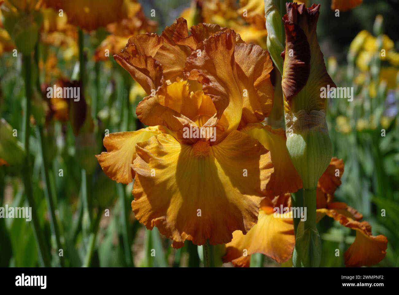 Tall bearded iris flower and bud, Instant Smiles, in a colourful Spring ...