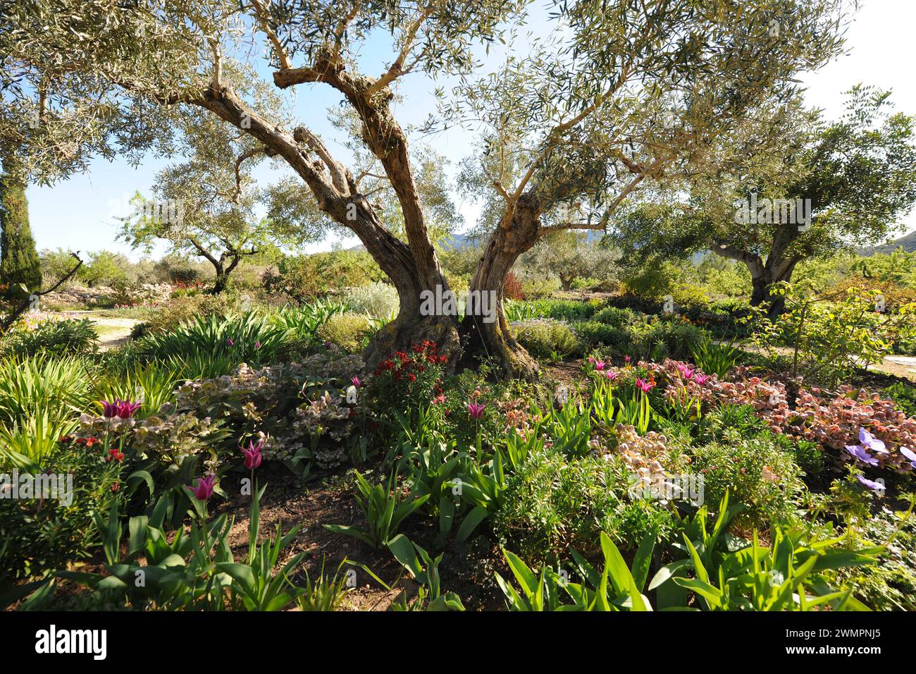 Spring Flowering Olive Trees
