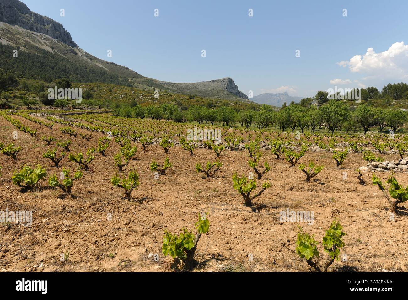 Agricultural landscape in springtime including vineyard and almond ...