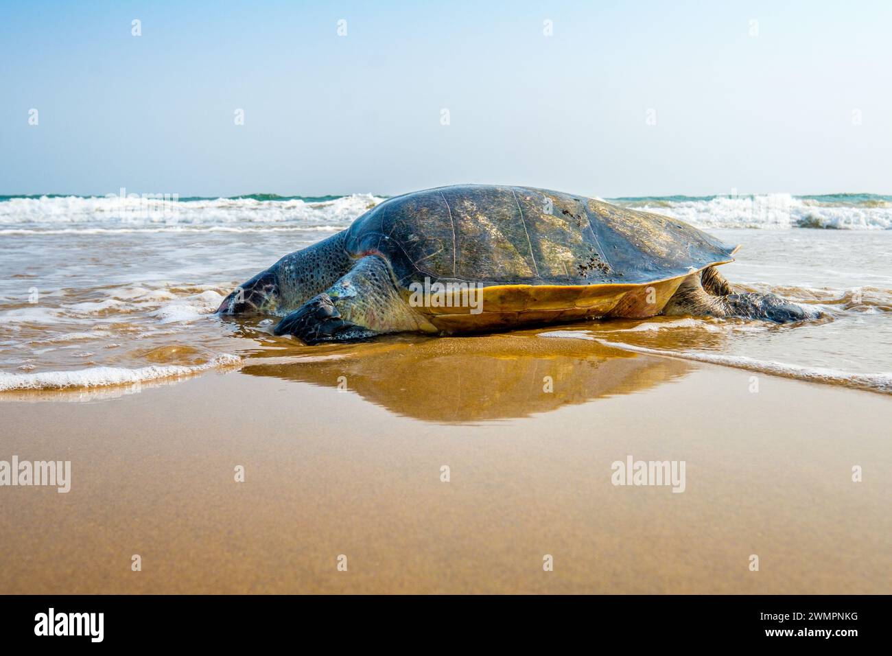 Dead Olive Ridley Turtles on a beach in Orissa / Odisha on the east ...