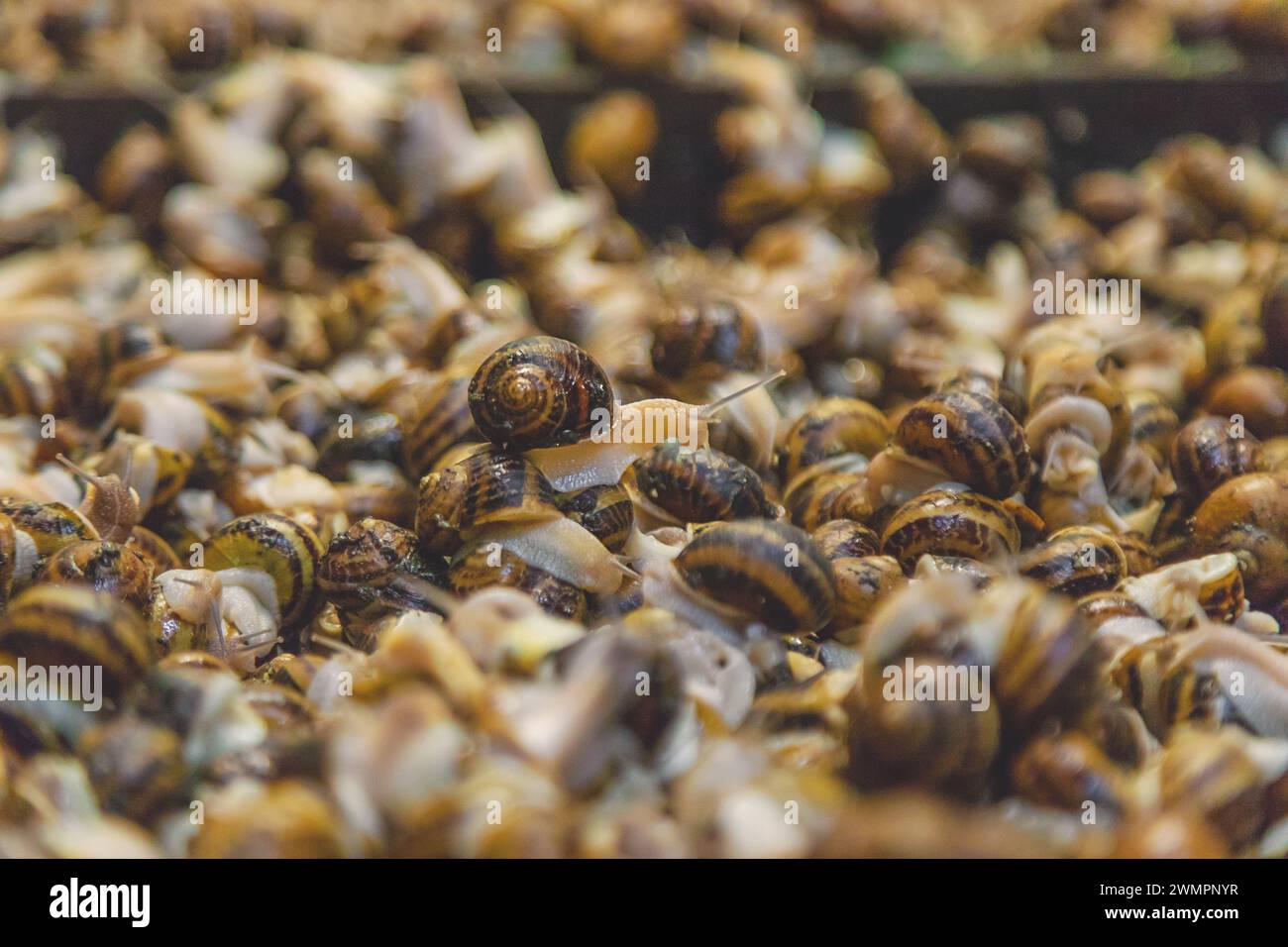 Growing escargot on a farm. Selective focus Stock Photo - Alamy