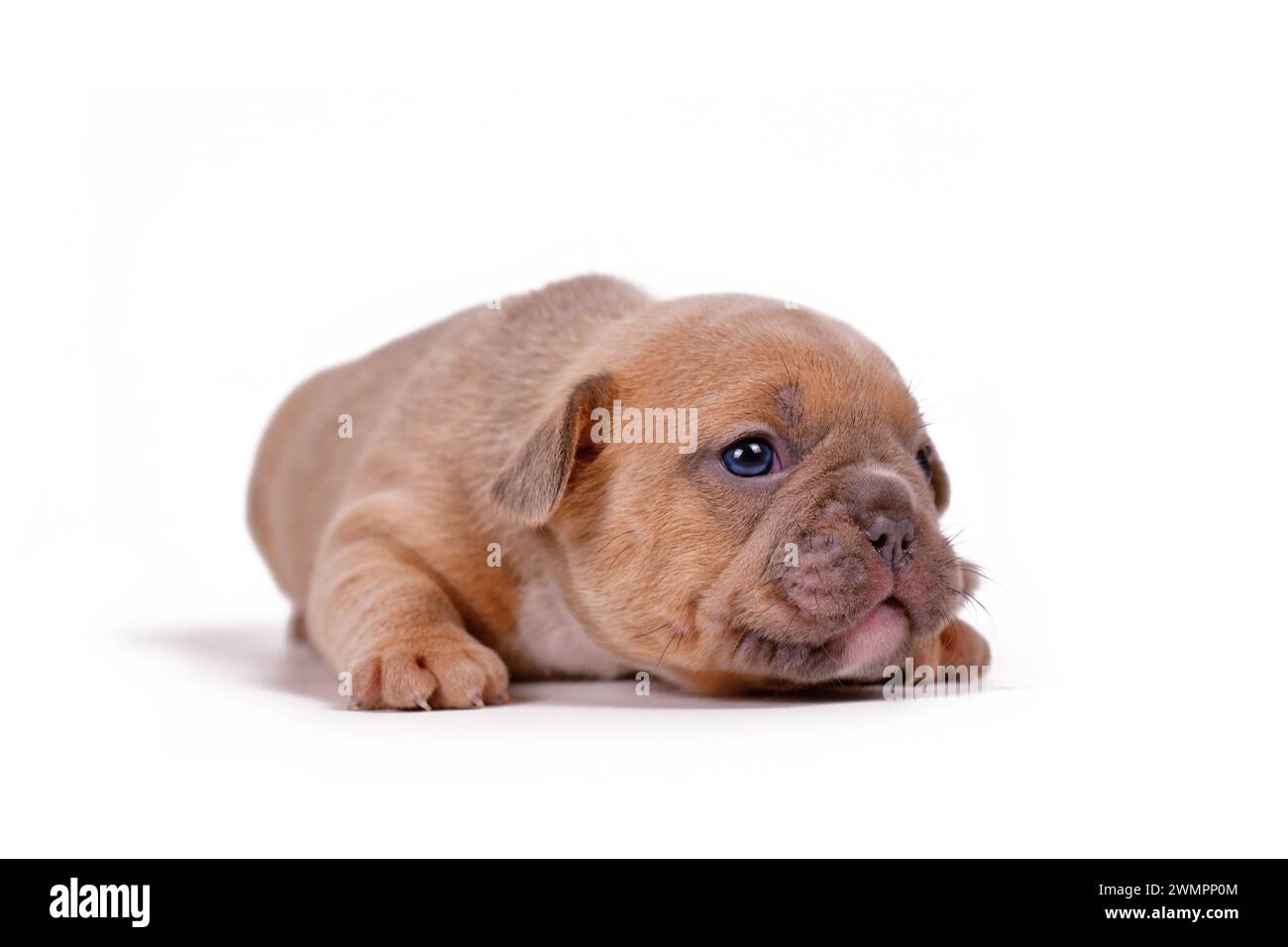 Red fawn colored French Bulldog dog puppy on white background Stock ...