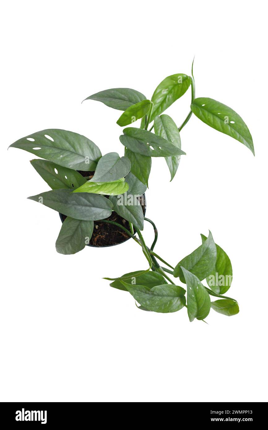 Top view of tropical 'Epipremnum Pinnatum Cebu Blue' houseplant with ...