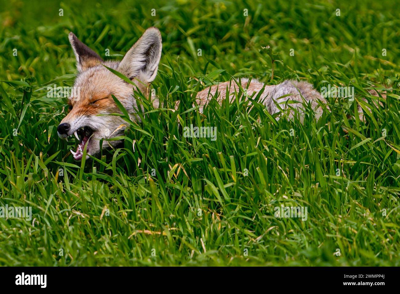A fox searches for food in the Israeli controlled Golan Heights on the ...