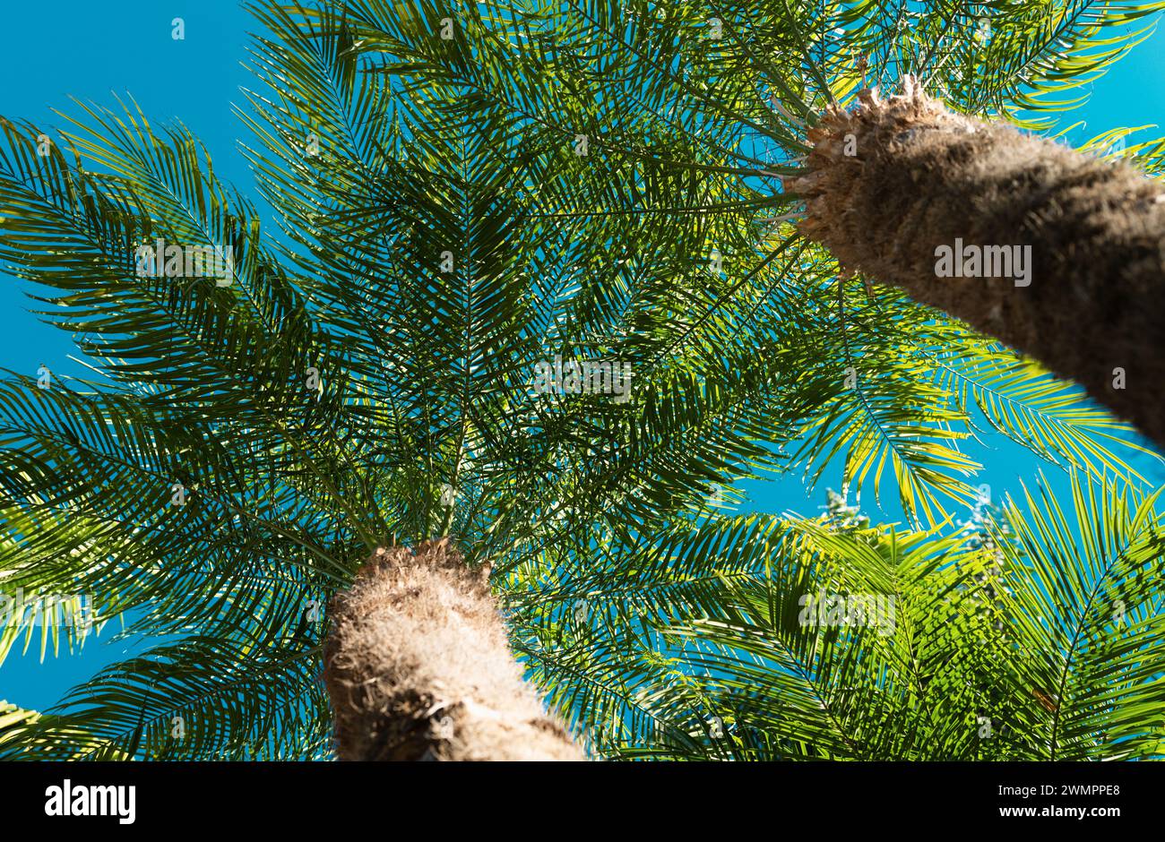 Palms texture. Coconut palm trees, beautiful tropical texture with sun ...