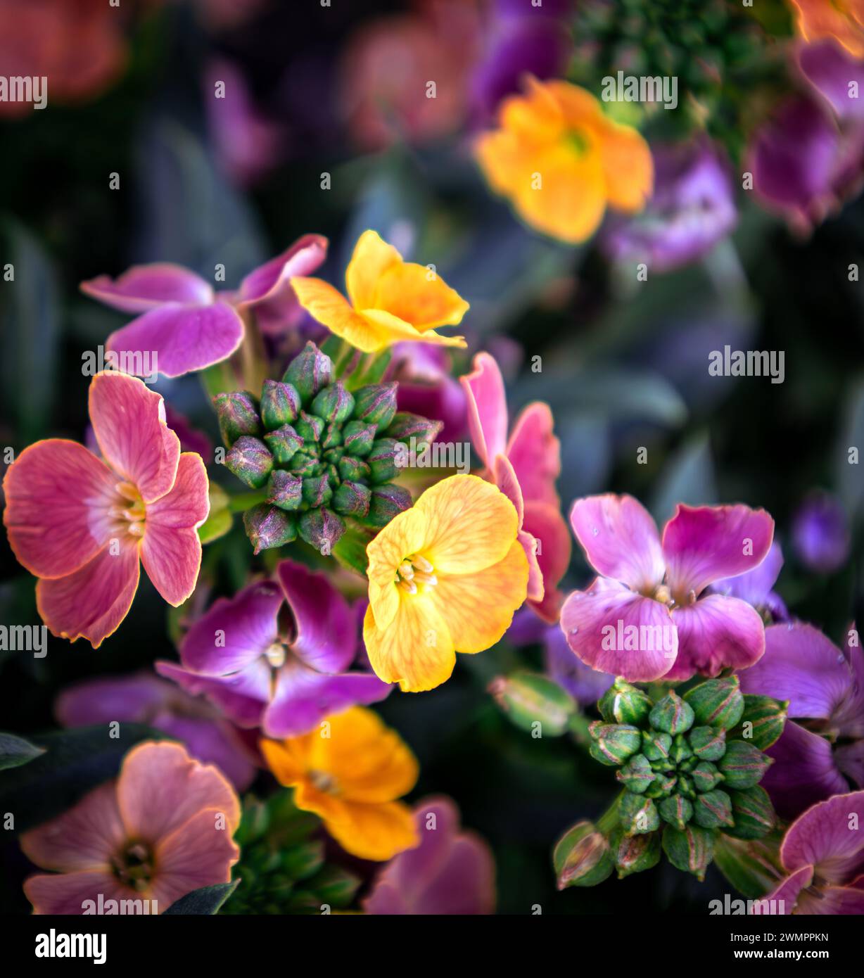 Spring and flowers drawing hi-res stock photography and images - Alamy