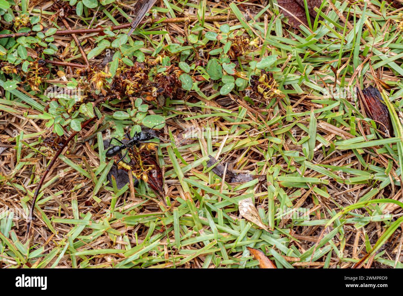 Black giant ant hi-res stock photography and images - Alamy