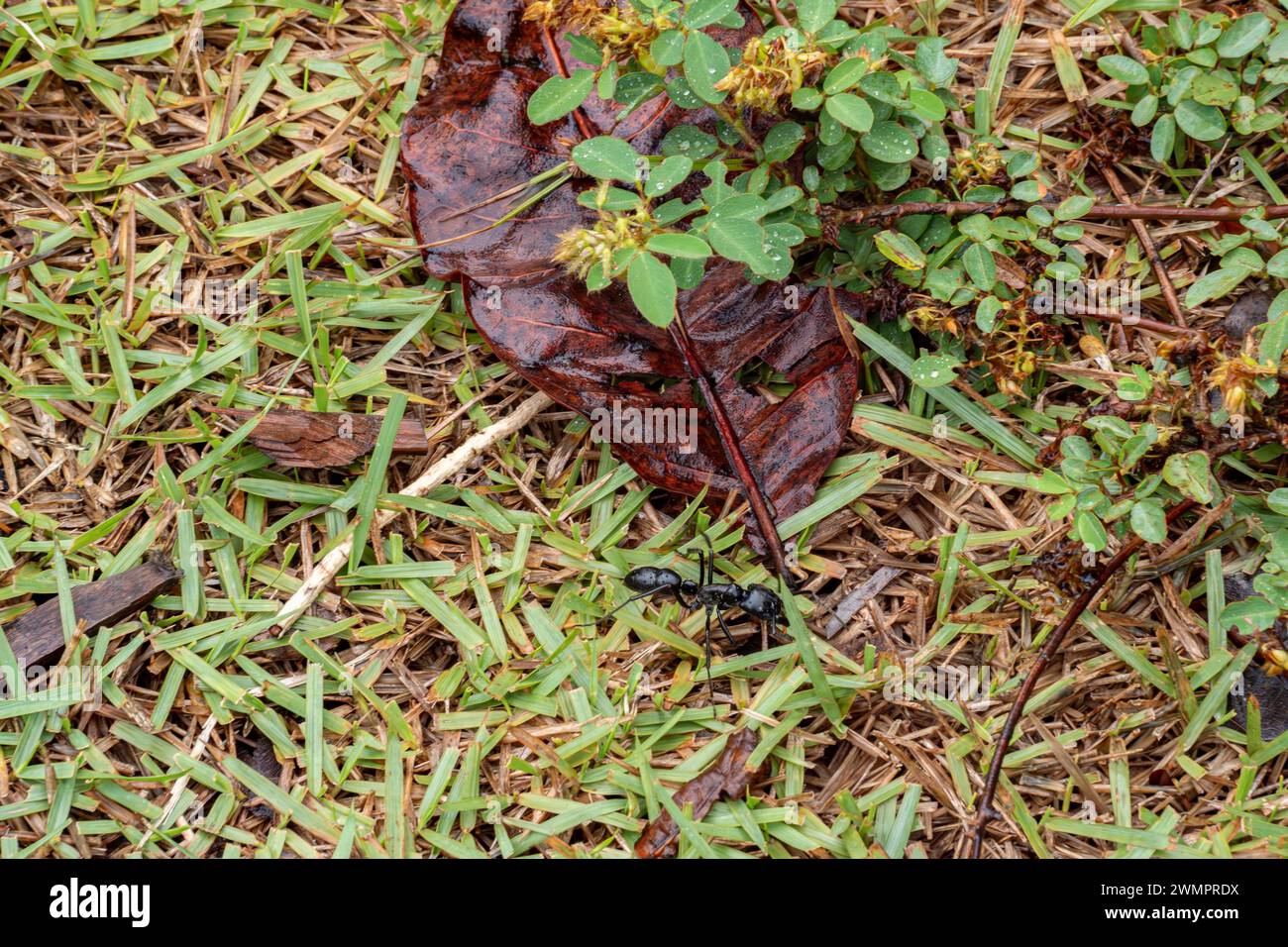 Dinoponera ant hi-res stock photography and images - Alamy