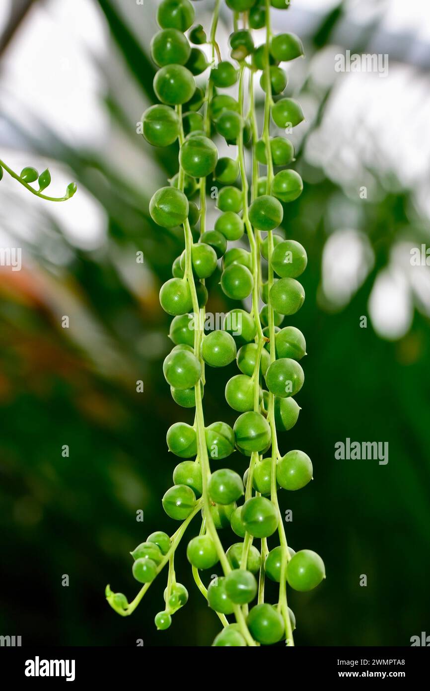 Small green hanging plants in a tree Stock Photo - Alamy