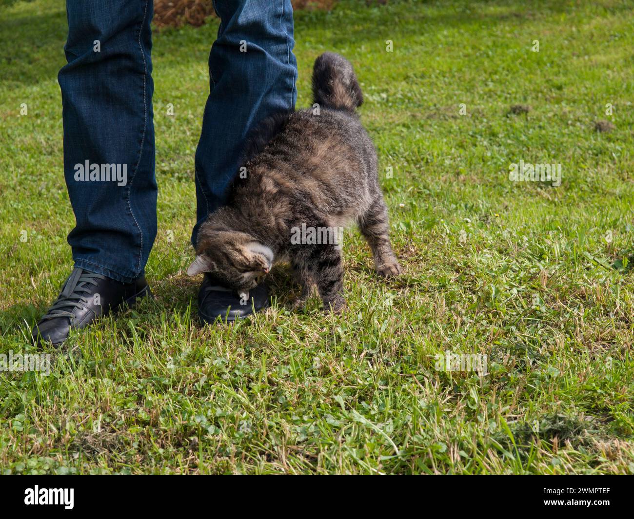 Cat rubbing leg hi-res stock photography and images - Alamy