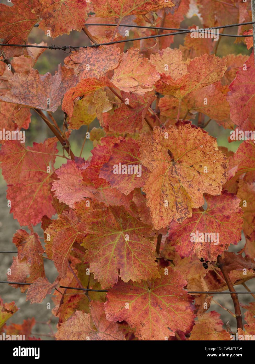 Vineyard french in autumn hi-res stock photography and images - Alamy