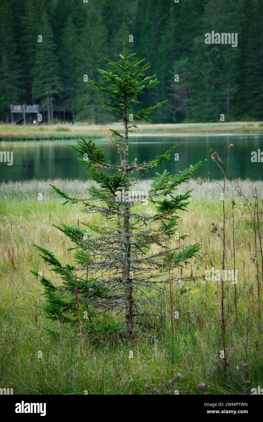 A young pine tree in front of a serene lake and lush forest in Lago di ...