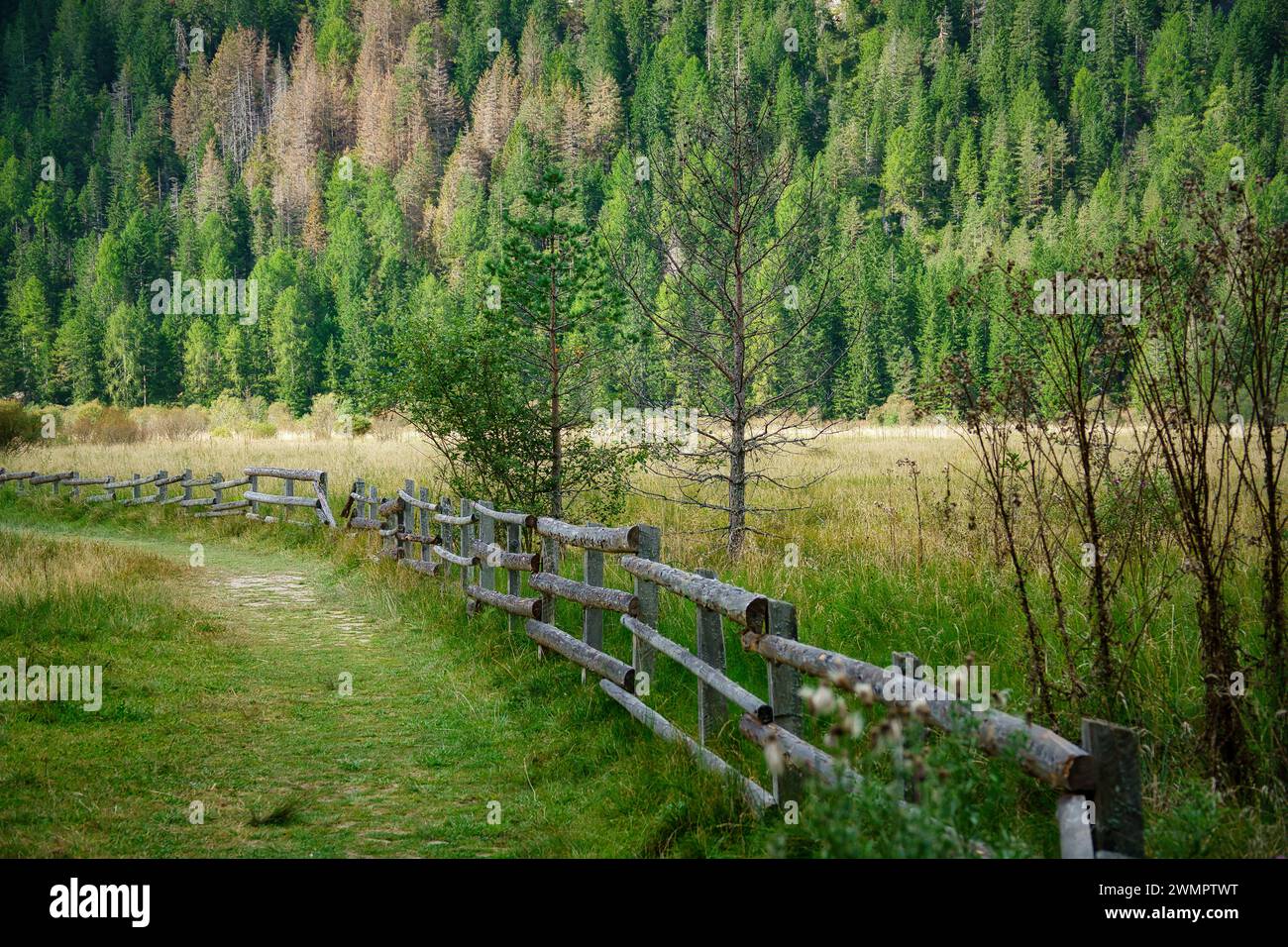 Wooden fence and posts in a field by a forest in Lago di Dobbiaco ...