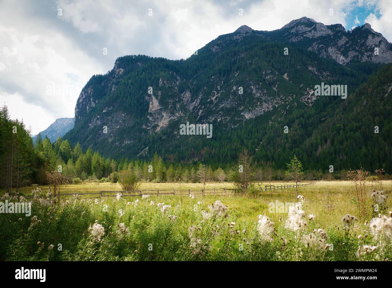 A mountain meadow with abundant tall grass and weeds in Lago di ...