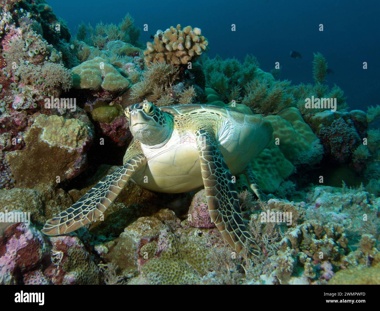 Green sea turtle has rested in the coral reef and rises from its coral ...