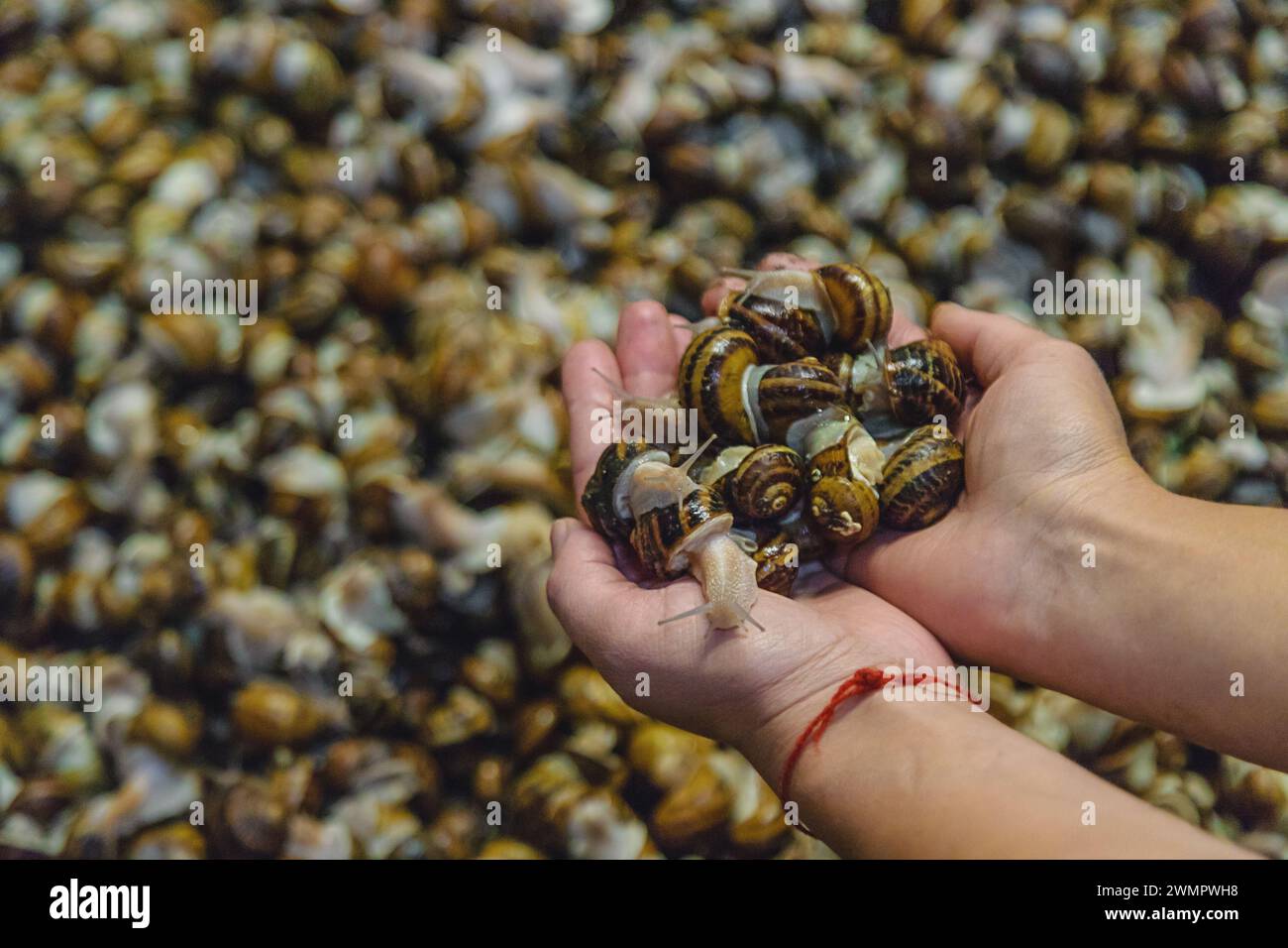 Growing escargot on a farm. Selective focus Stock Photo - Alamy