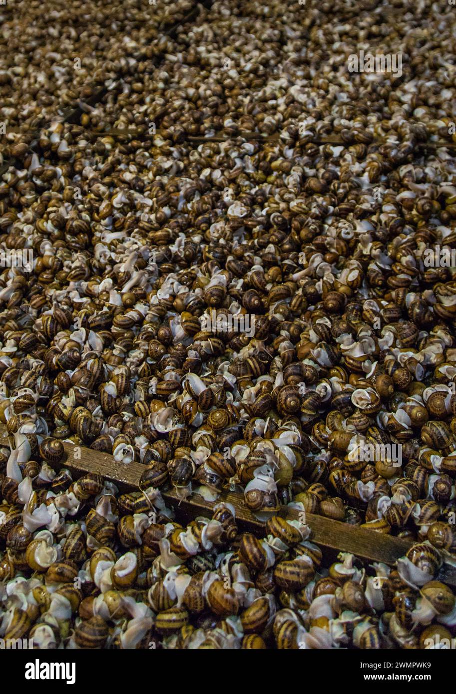 Growing escargot on a farm. Selective focus Stock Photo - Alamy