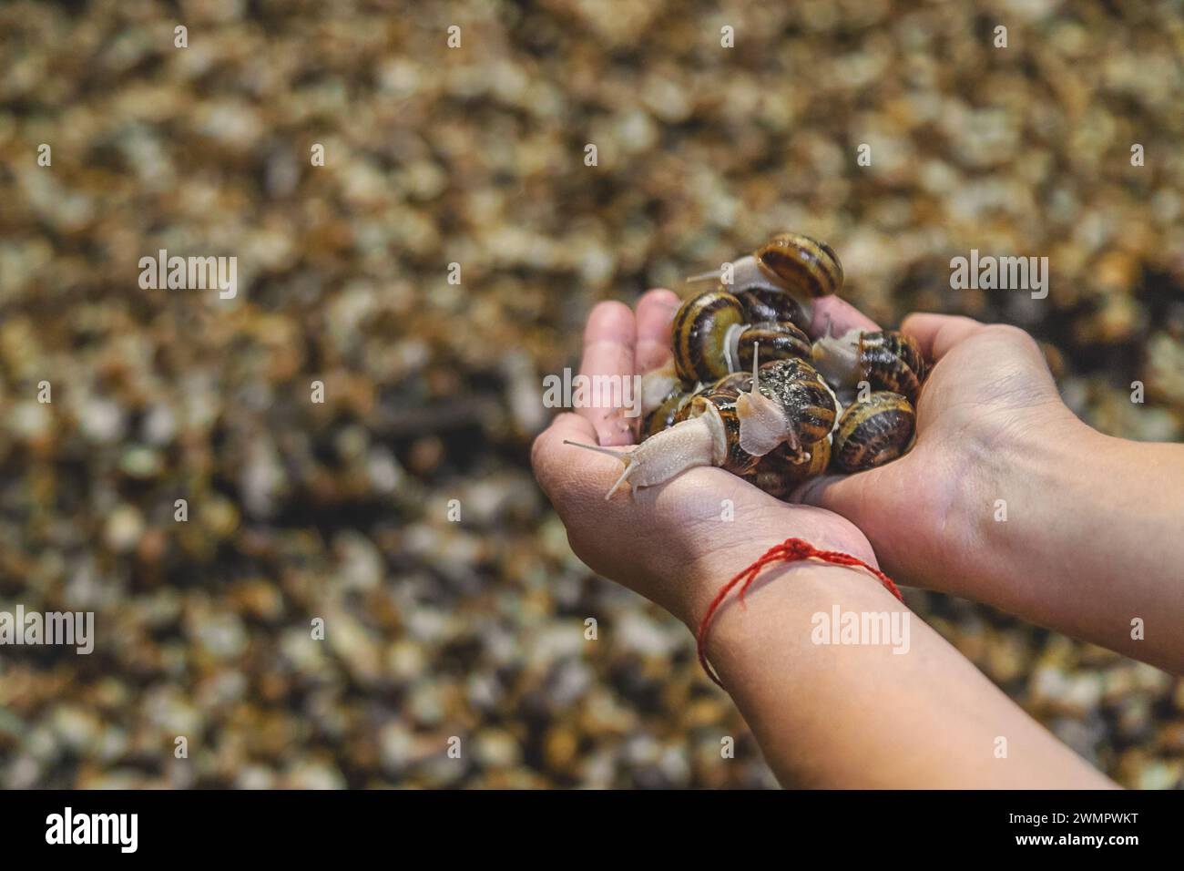 Growing escargot on a farm. Selective focus Stock Photo - Alamy