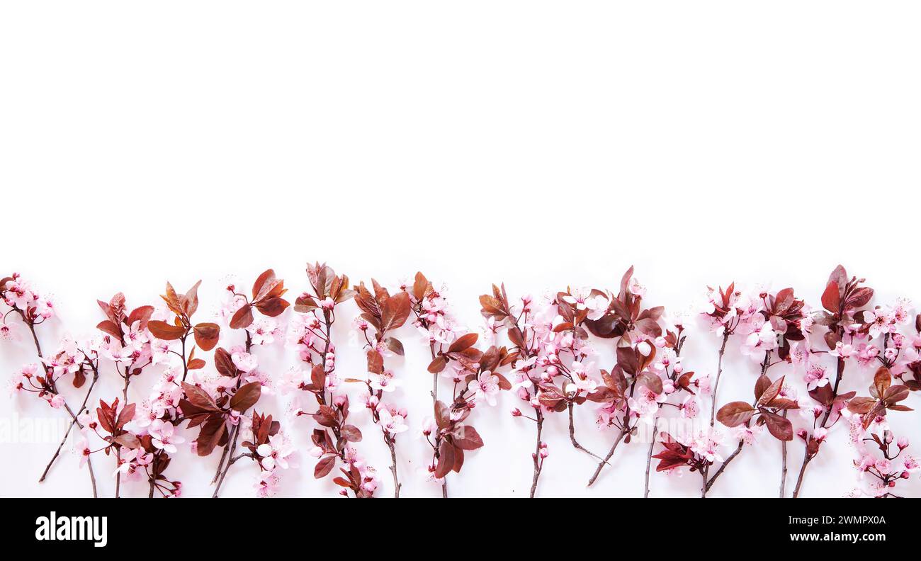 Cherry blossom with copy space Stock Photo - Alamy