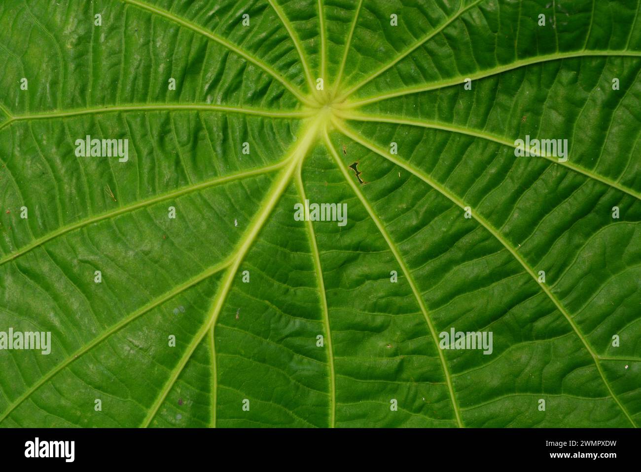 Close up photo of leaf fibers that look great for the background Stock ...