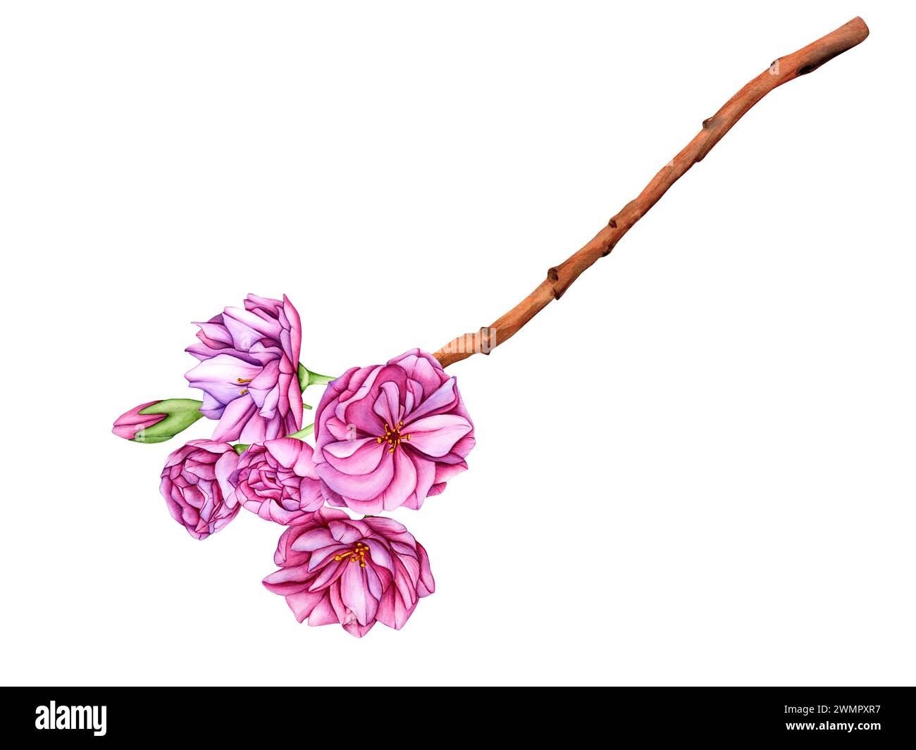 Pink Japanese Sakura blossom branch. Watercolor botanical illustration ...