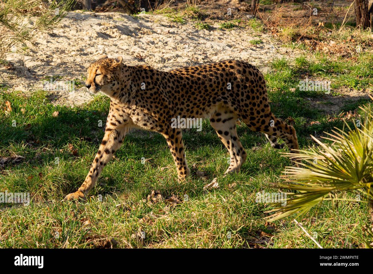 Austria vienna zoo schoenbrunn hi-res stock photography and images - Alamy