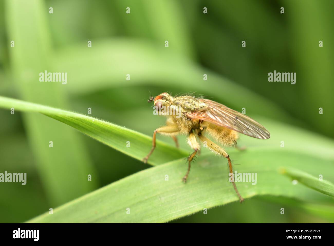 Fly yellow, with densely growing hairline, onion fly in early spring ...