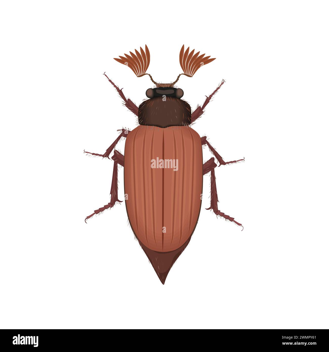 Brown beetle, top view of crawly summer agriculture field insect vector ...