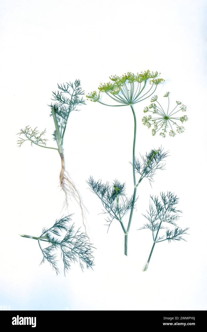 A snapshot for studying a dill plant, the inflorescence, stem, leaves ...