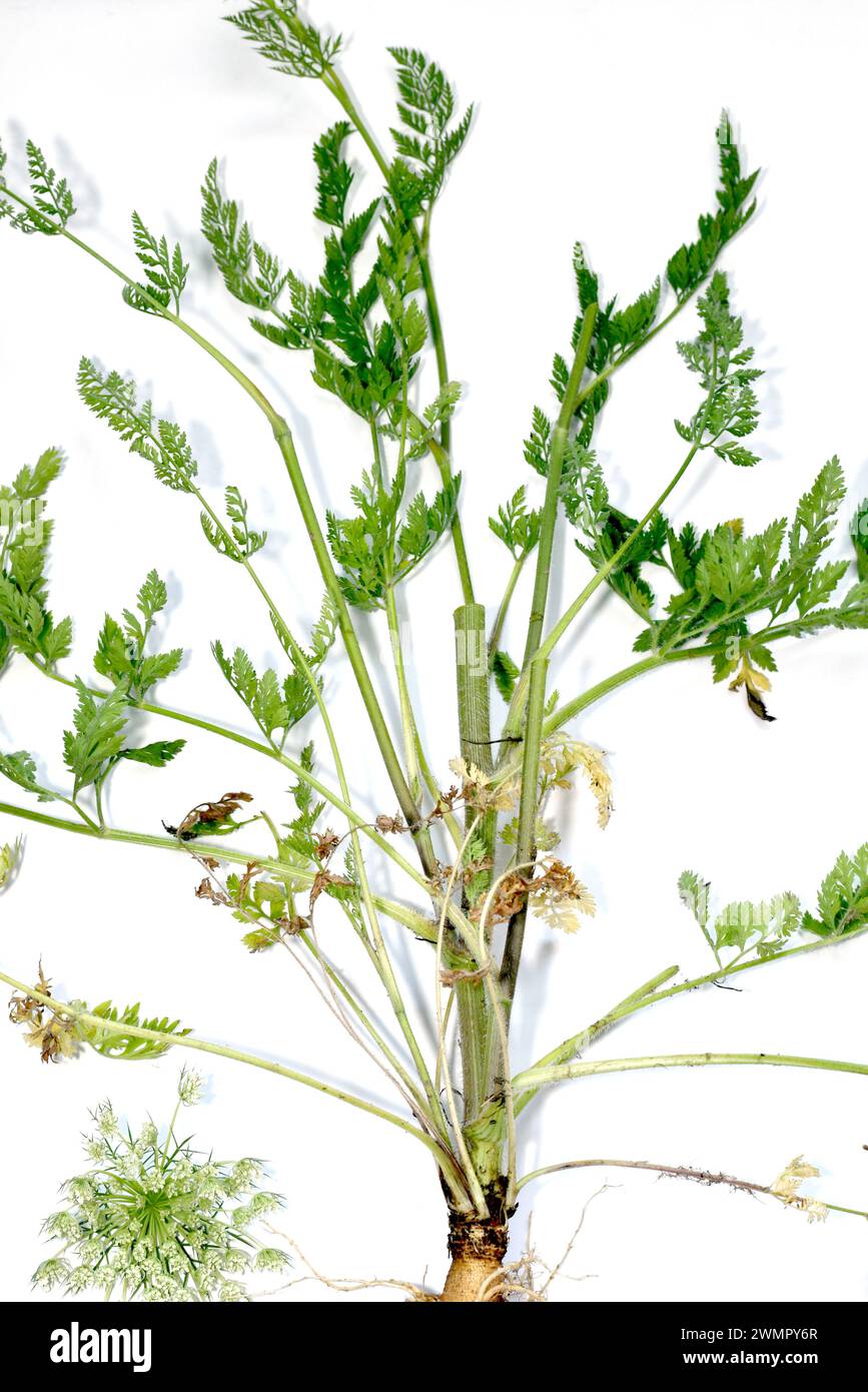 Field grass yarrow stem, leaves, root and inflorescence Stock Photo - Alamy