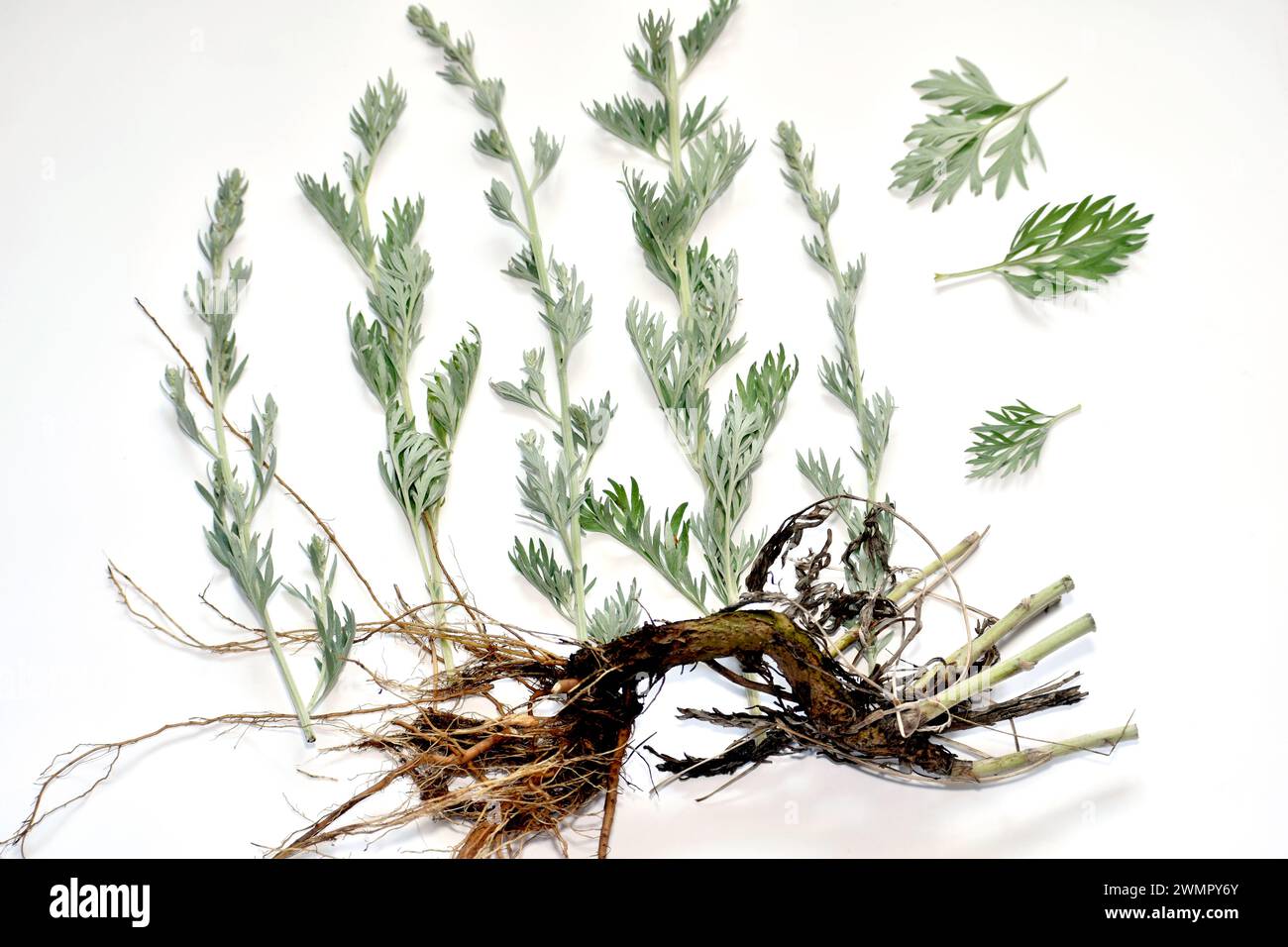 Grass field wormwood, bitter in taste and strong smell, its stems with ...