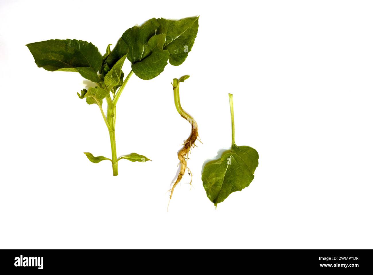 The picture shows green shoots of a sunflower and a separate root ...