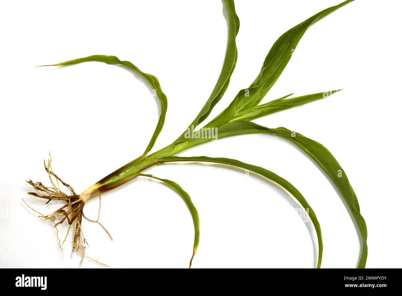 The picture shows a bush of corn seedlings and a separate root system ...