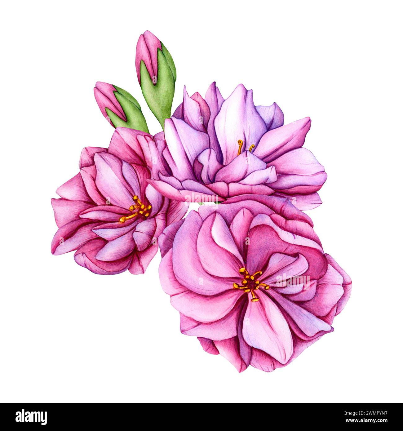 Pink cherry blossoms bouquet. Watercolor illustration sakura flower ...