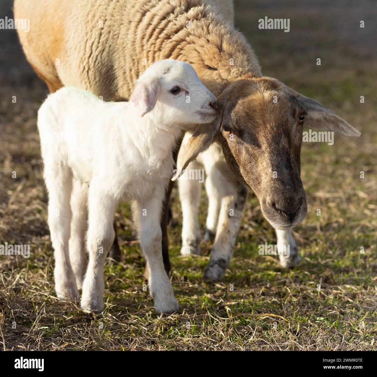 White sheep lamb not even a day old that looks like it is whispering a ...