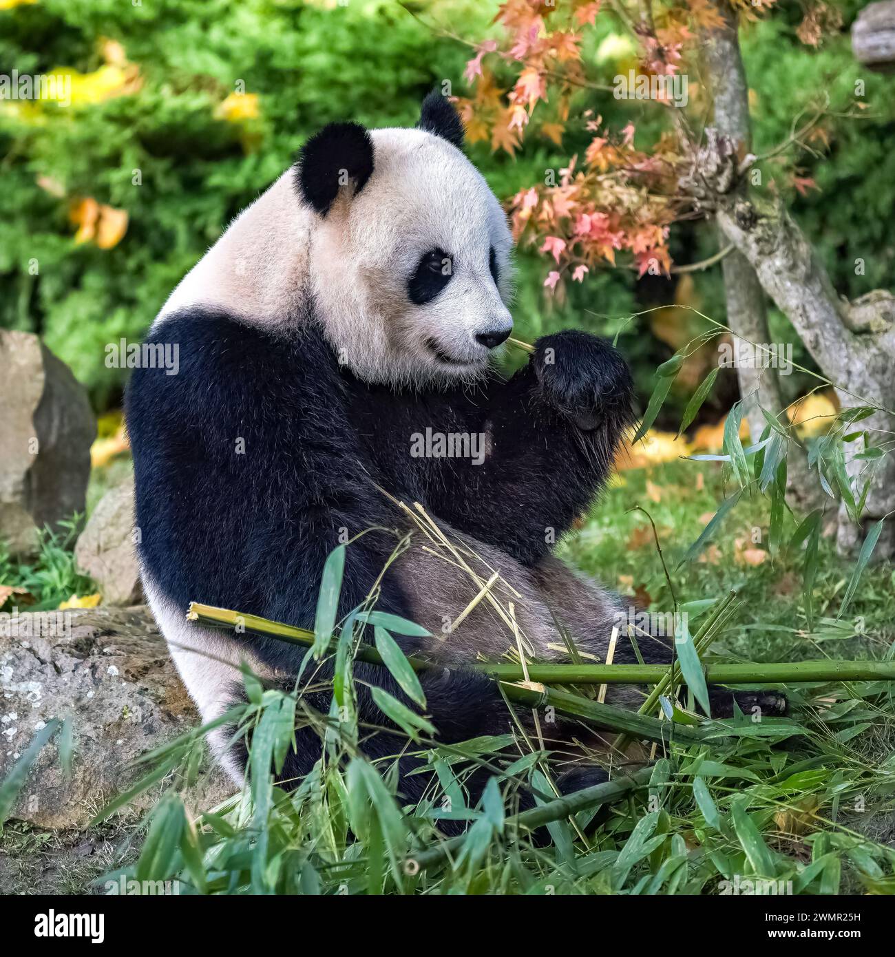 Young giant panda eating bamboo in the grass, portrait Stock Photo - Alamy