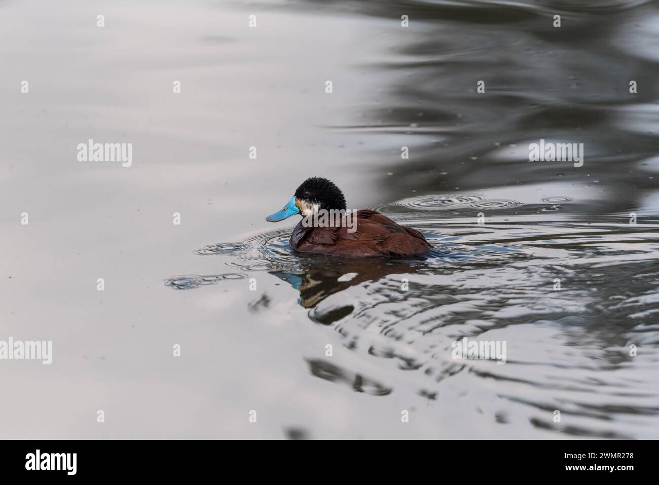 Oxyura jamaicensis ferruginea hi-res stock photography and images - Alamy