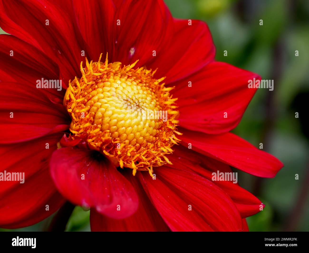 A closeup of a red dahlia Stock Photo - Alamy