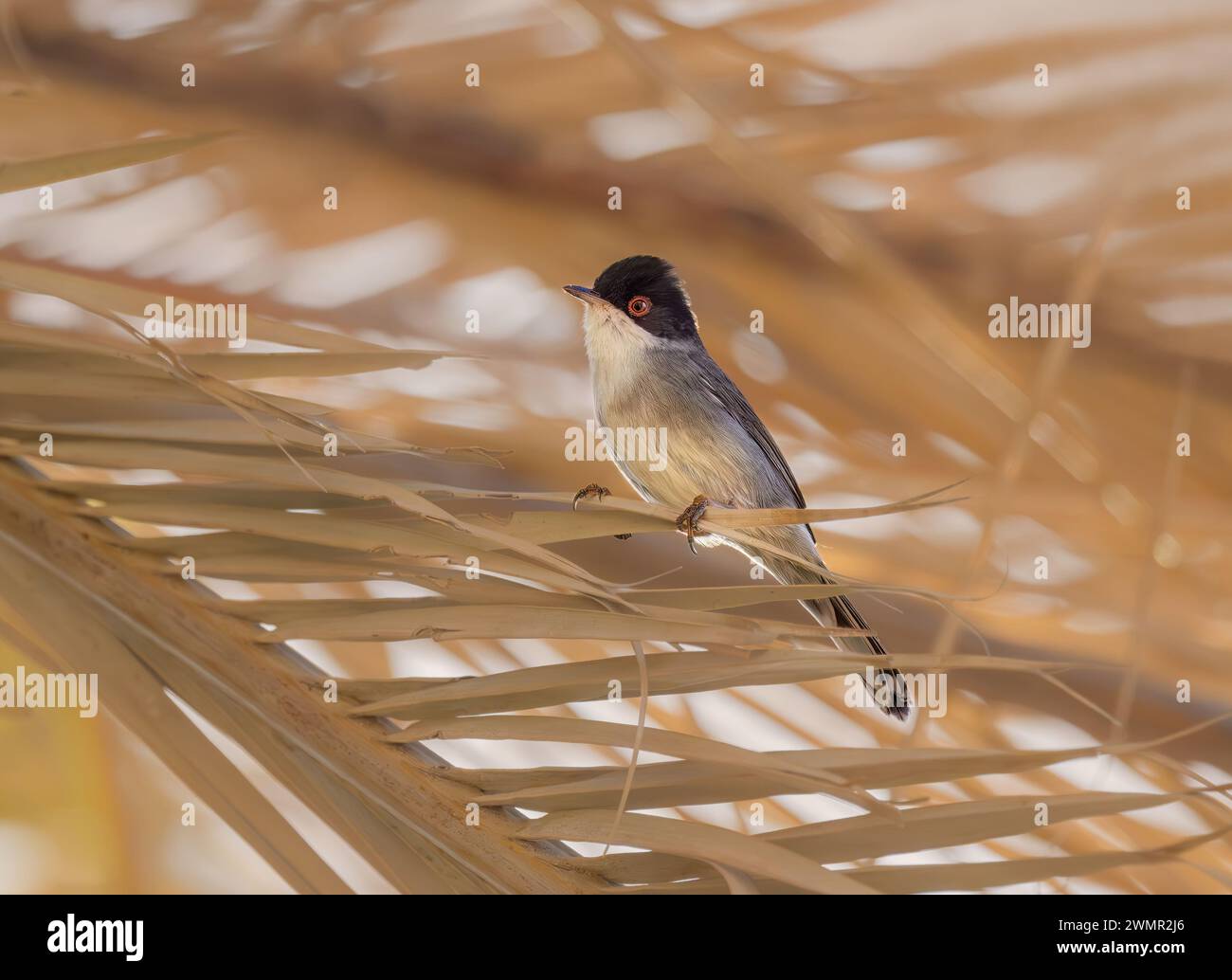 Canarian Sardinian Warbler, subspecies Curruca melanocephala ...