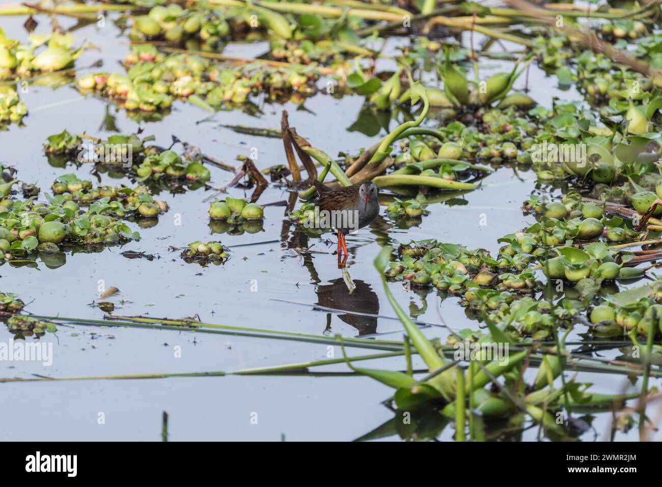 The endemic Bogota Rail (Rallus semiplumbeus) at the La Florida ...